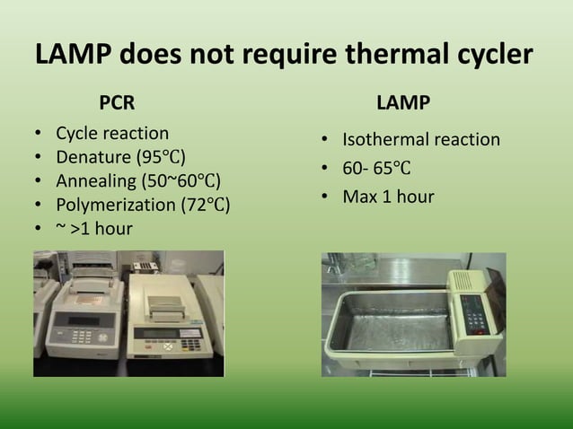 LAMP (Loop Mediated Isothermal Amplification) | PPTX | Infectious ...