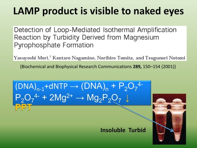 LAMP (Loop Mediated Isothermal Amplification) | PPTX | Infectious ...