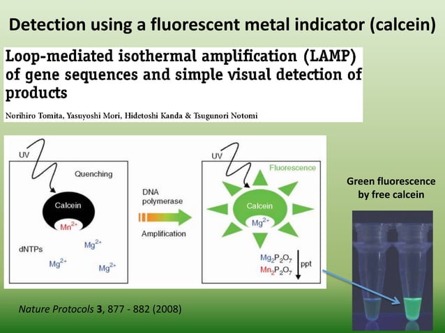 LAMP (Loop Mediated Isothermal Amplification) | PPTX | Infectious Diseases | Diseases and Conditions