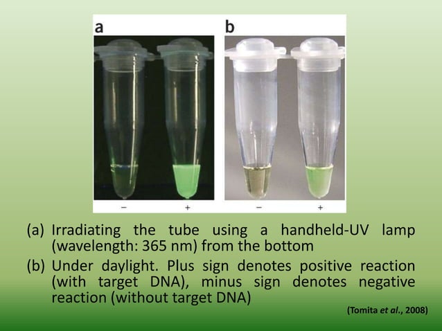 LAMP (Loop Mediated Isothermal Amplification) | PPTX | Infectious ...