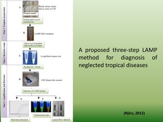 LAMP (Loop Mediated Isothermal Amplification) | PPTX