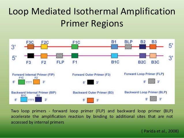 LAMP (Loop Mediated Isothermal Amplification)