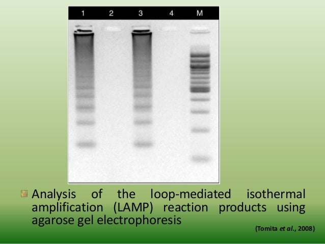 LAMP (Loop Mediated Isothermal Amplification)