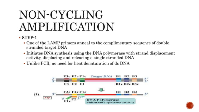 LAMP - Loop-mediated isothermal amplificaton of DNA | PPTX | Chemistry ...