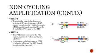 LAMP - Loop-mediated isothermal amplificaton of DNA | PPTX