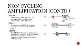 LAMP - Loop-mediated isothermal amplificaton of DNA | PPTX