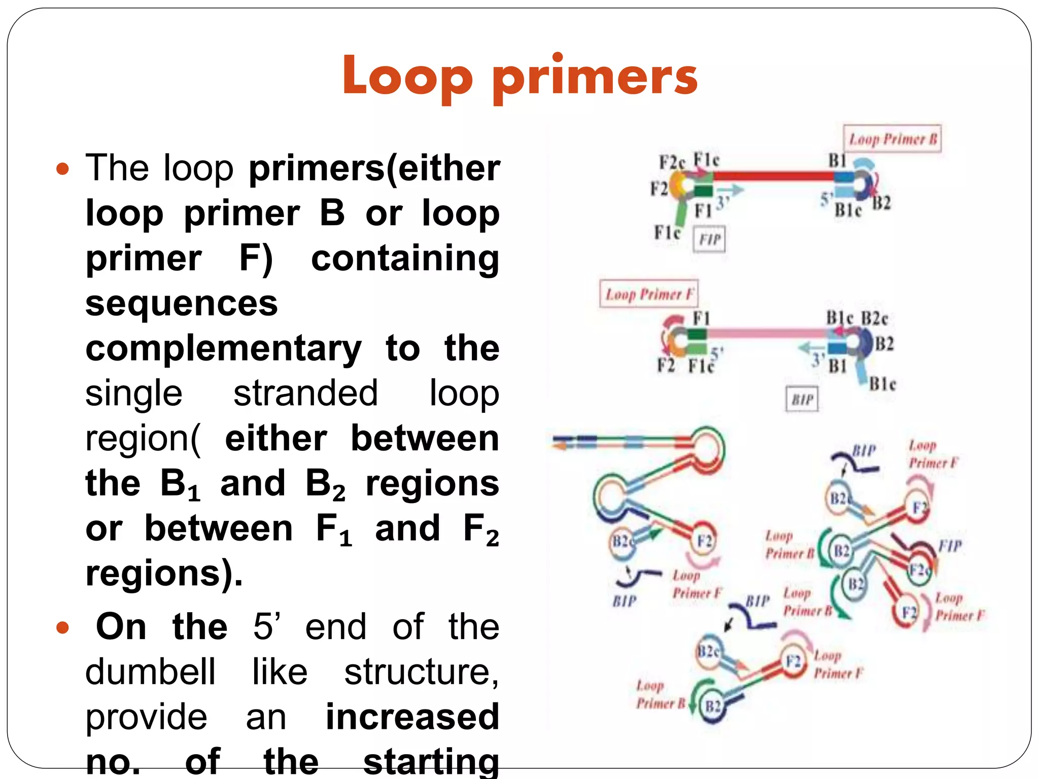 Loop Mediated Isothermal Amplification (LAMP) | PPTX