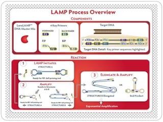Loop Mediated Isothermal Amplification (LAMP) | PPTX