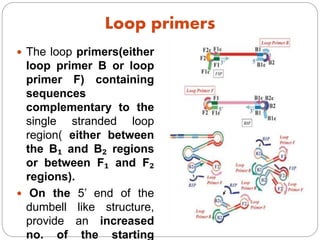 Loop Mediated Isothermal Amplification (LAMP) | PPTX