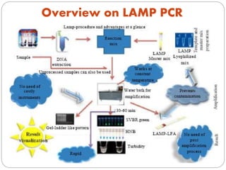 Loop Mediated Isothermal Amplification (LAMP) | PPTX