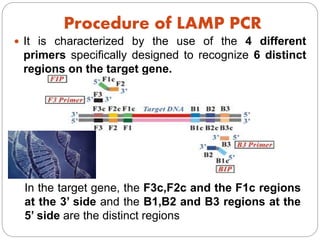 Loop Mediated Isothermal Amplification (LAMP) | PPTX