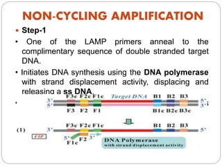 Loop Mediated Isothermal Amplification (LAMP) | PPTX