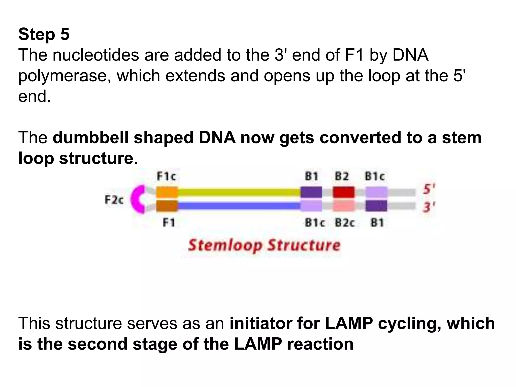 Loop Mediated Isothermal Amplification | PPTX