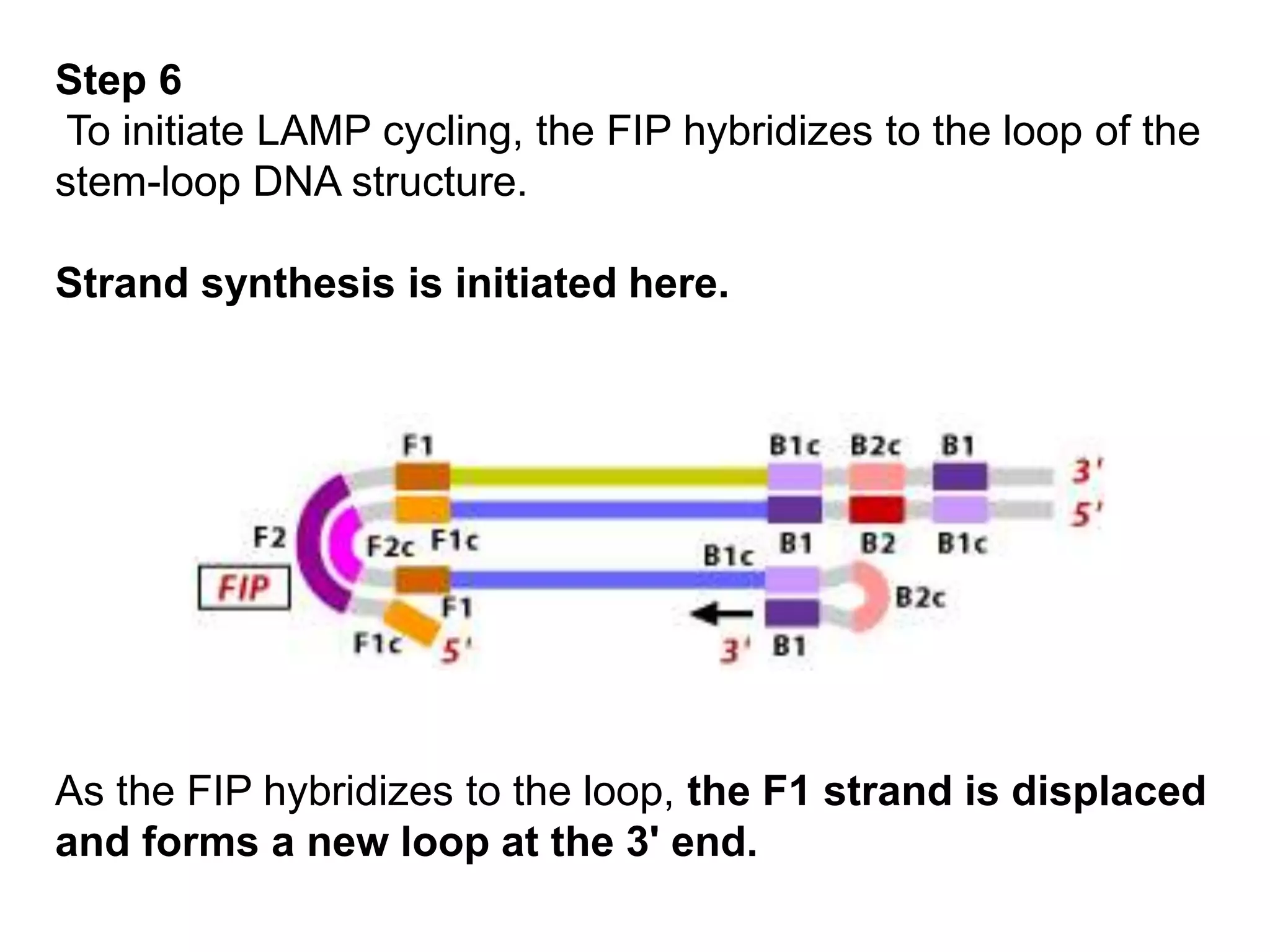 Loop Mediated Isothermal Amplification | PPTX