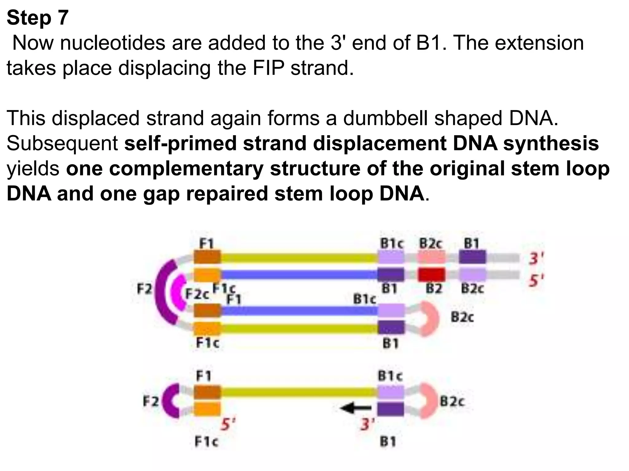 Loop Mediated Isothermal Amplification | PPTX