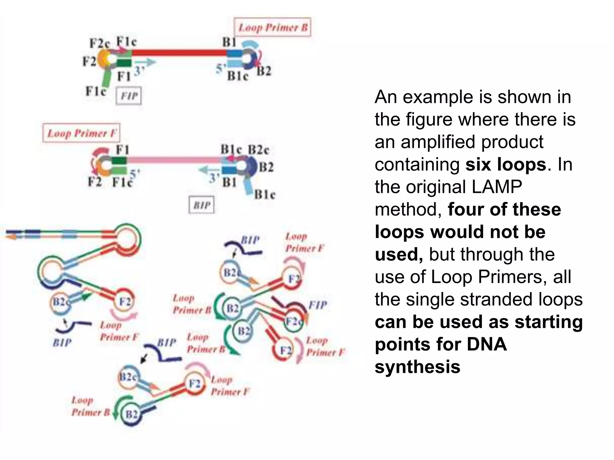 Loop Mediated Isothermal Amplification | PPTX