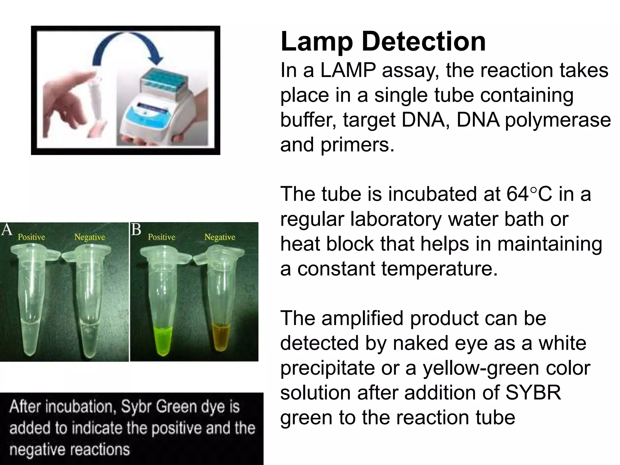 Loop Mediated Isothermal Amplification | PPTX