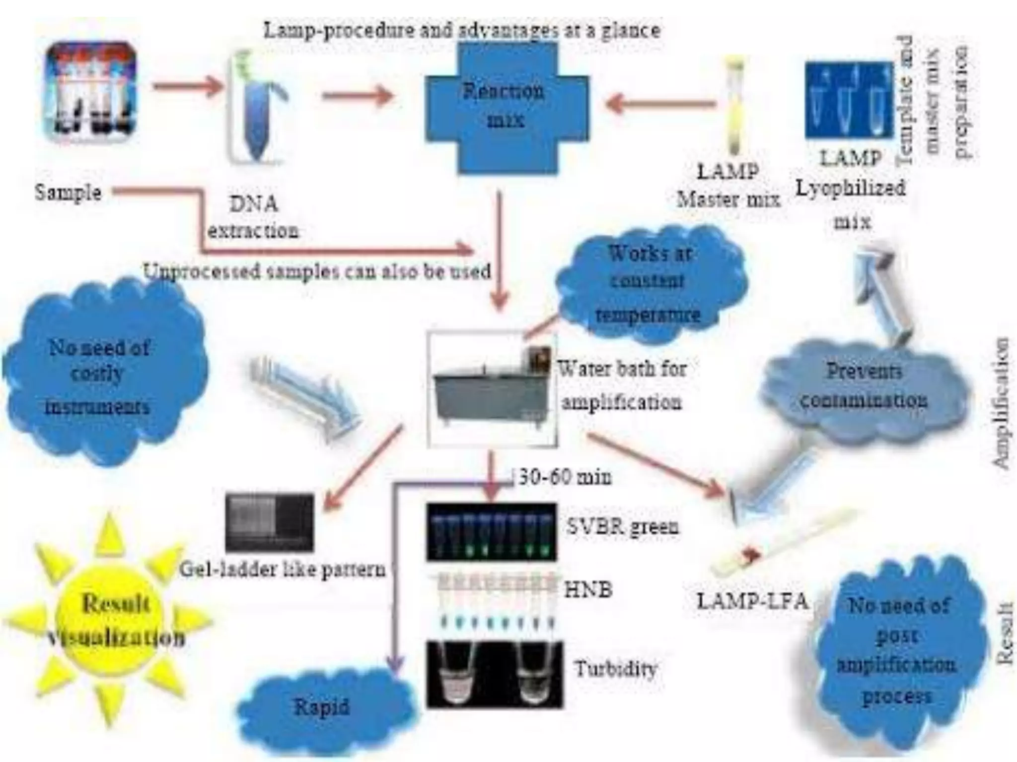 Loop Mediated Isothermal Amplification | PPTX