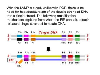 Loop Mediated Isothermal Amplification | PPTX