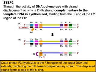 Loop Mediated Isothermal Amplification | PPTX