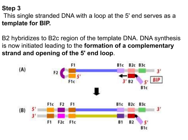 Loop Mediated Isothermal Amplification | PPTX | Chemistry | Science