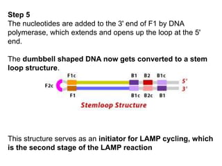 Loop Mediated Isothermal Amplification | PPTX