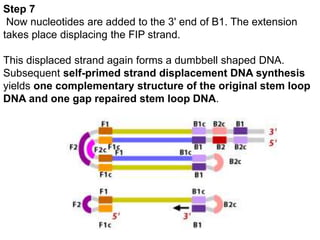 Loop Mediated Isothermal Amplification | PPTX