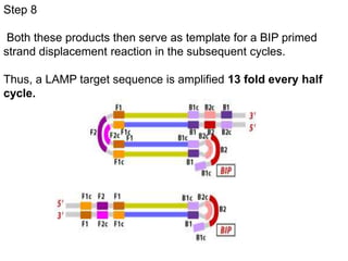 Loop Mediated Isothermal Amplification | PPTX