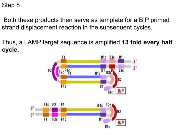 Loop Mediated Isothermal Amplification | PPTX | Chemistry | Science