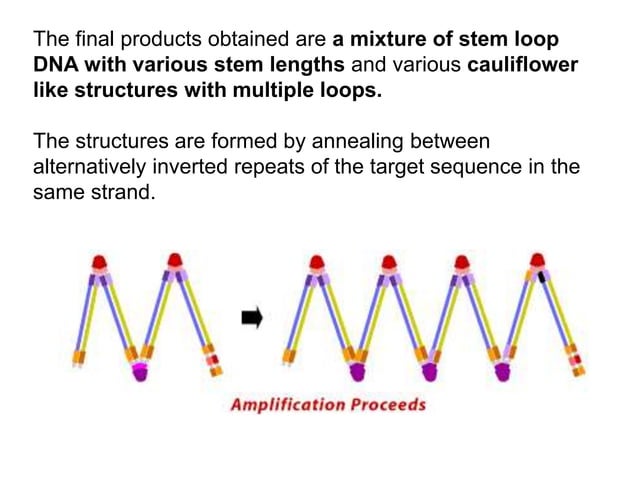 Loop Mediated Isothermal Amplification | PPTX | Chemistry | Science