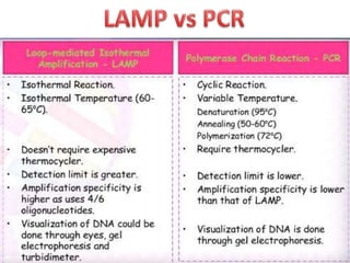 Loop Mediated Isothermal Amplification | PPTX