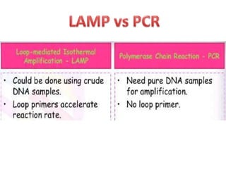 Loop Mediated Isothermal Amplification | PPTX