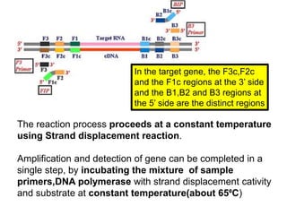 Loop Mediated Isothermal Amplification | PPTX