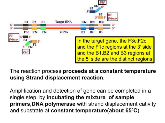 Loop Mediated Isothermal Amplification | PPTX | Chemistry | Science