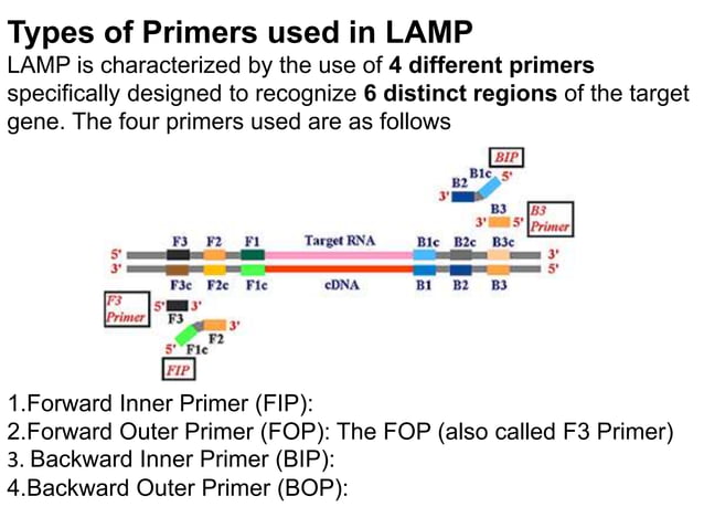 Loop Mediated Isothermal Amplification | PPTX | Chemistry | Science