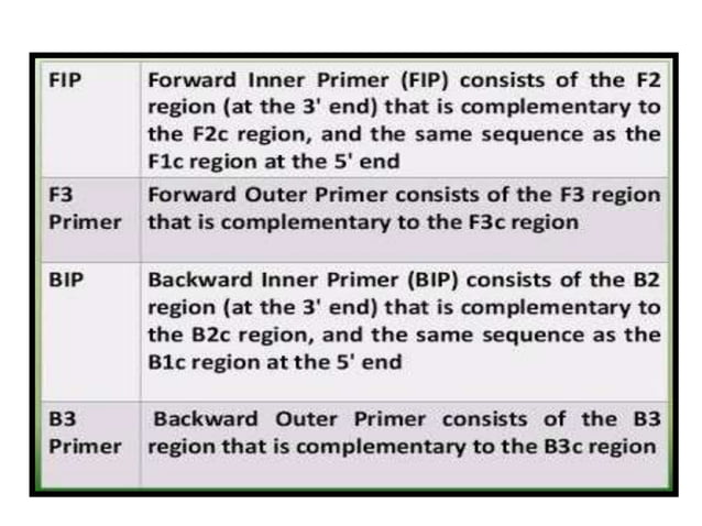 Loop Mediated Isothermal Amplification | PPTX | Chemistry | Science