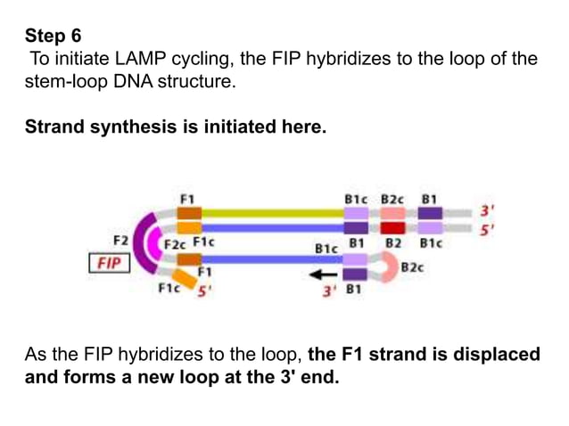 Loop Mediated Isothermal Amplification