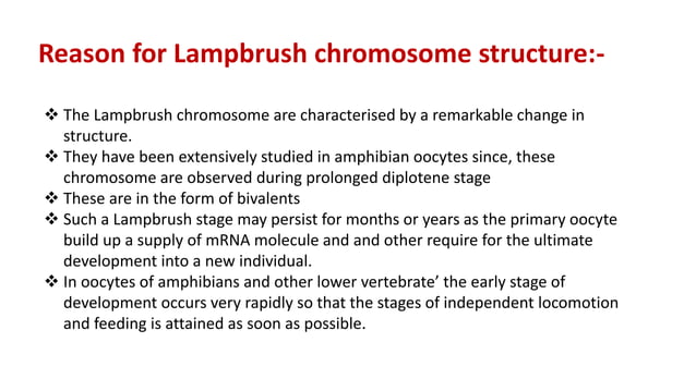 Lampbrush chromosome (Giant Chromosome) | PPTX | Genetics | Science