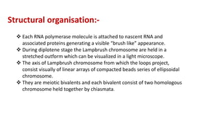 Lampbrush chromosome (Giant Chromosome) | PPTX
