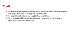 Lampbrush chromosome (Giant Chromosome) | PPTX