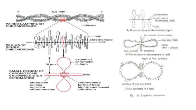 Lampbrush chromosome (Giant Chromosome) | PPTX | Genetics | Science