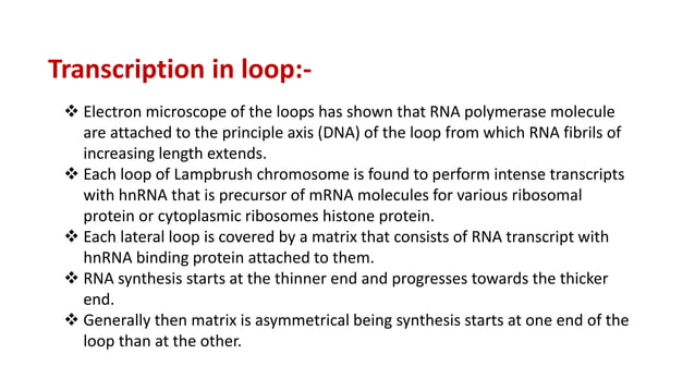 Lampbrush chromosome (Giant Chromosome) | PPTX | Genetics | Science