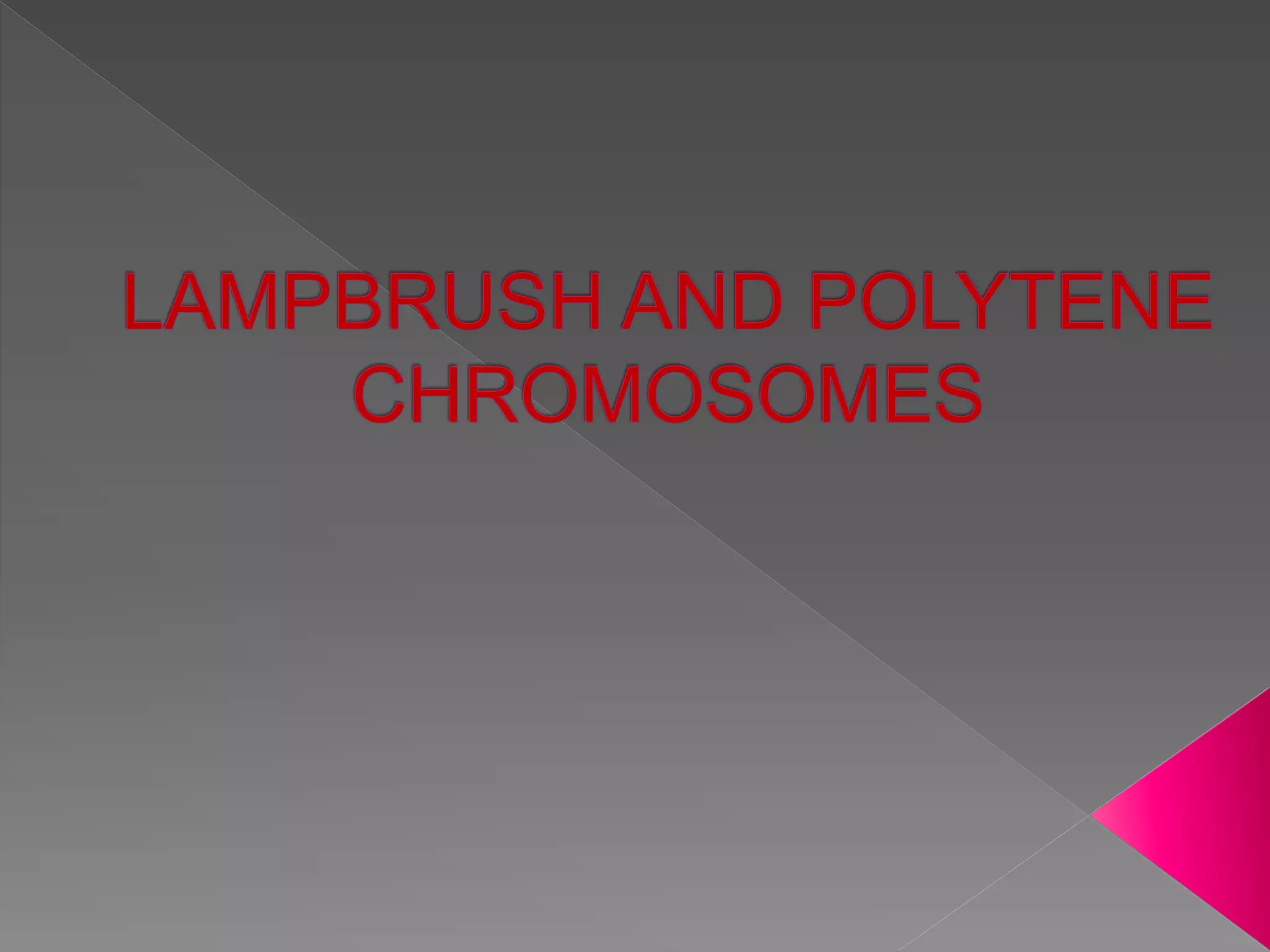 Lampbrush and polytene chromosome | PPTX