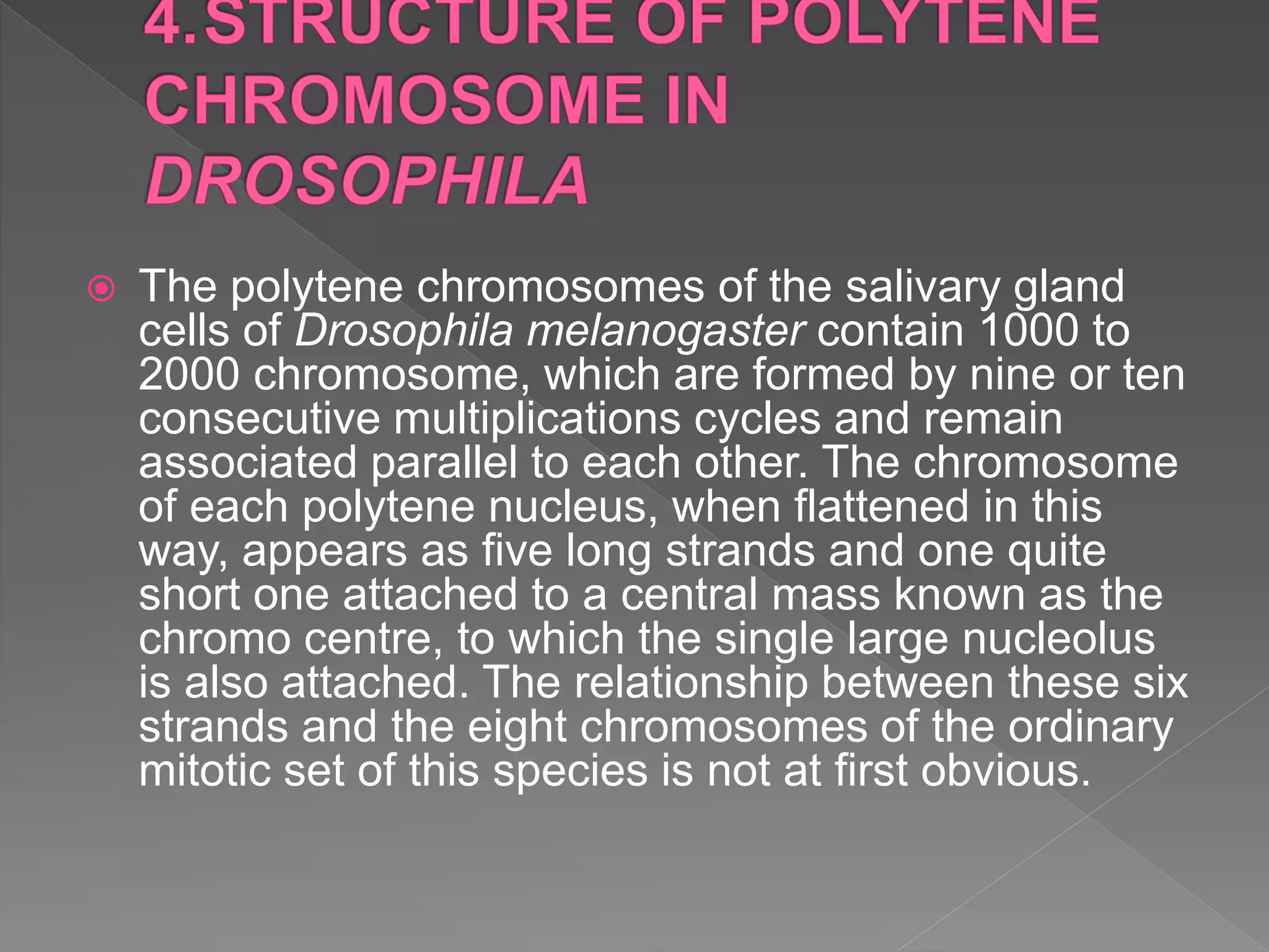 Lampbrush and polytene chromosome | PPTX