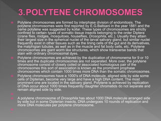 Lampbrush and polytene chromosome | PPTX