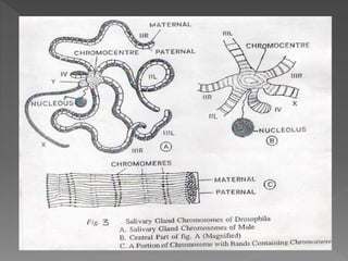 Lampbrush and polytene chromosome | PPTX
