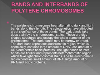Lampbrush and polytene chromosome | PPTX