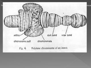 Lampbrush and polytene chromosome | PPTX