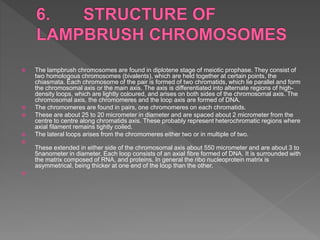 Lampbrush and polytene chromosome | PPTX