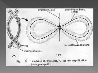 Lampbrush and polytene chromosome | PPTX